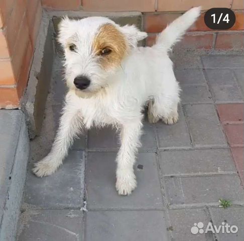 Мальчик помесь Джекрассела-терьер