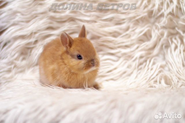 Мальчик минор рыжий