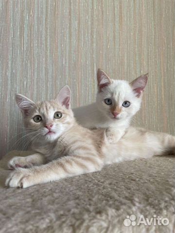 Котята