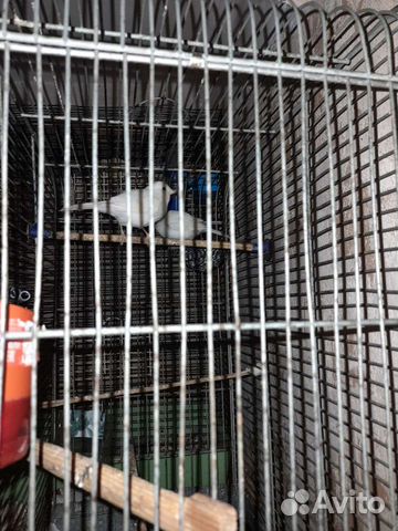 Кенара и канарейки