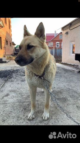 Собака. Смесь лайки и овчарки