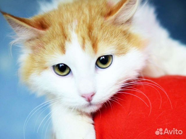 Пушистый котёнок Стиви в добрые руки