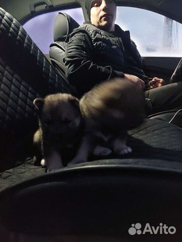 Щенки хаски