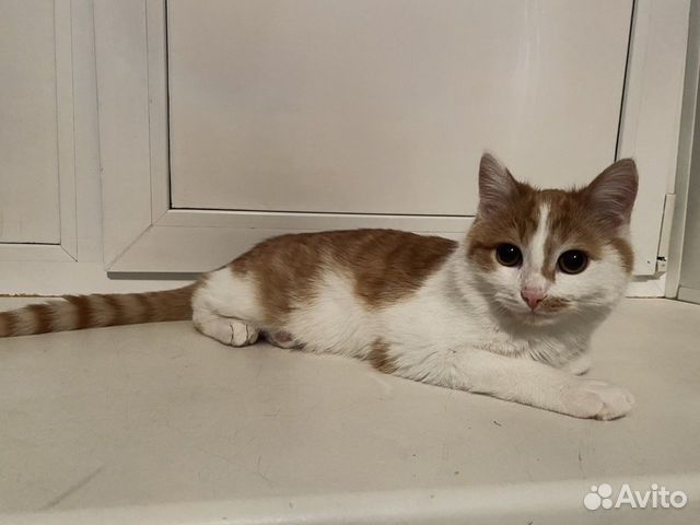 Самый милый котик