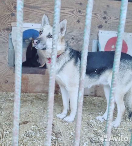 Норд в добрые руки