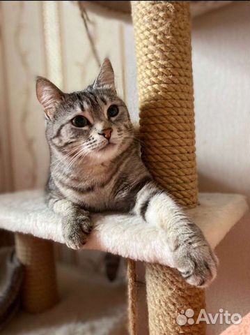 Милочка ищет дом