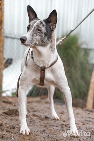 Не большой мальчик ищет дом