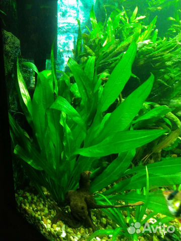 Аквариумные растения и рыбки