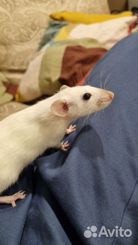 Крысы самцы сиам