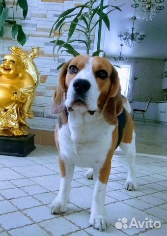 Бигль Вязка