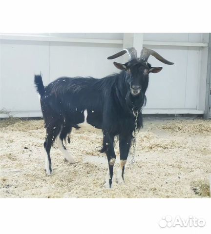Козел придонской породы