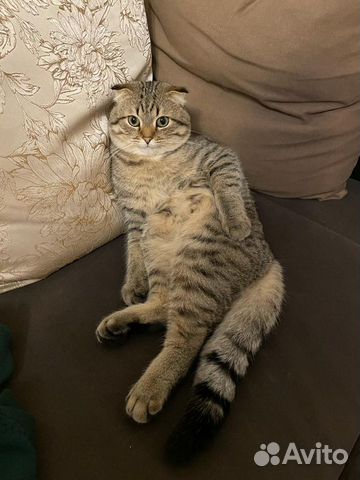 Шотландский вислоухий кот вязка