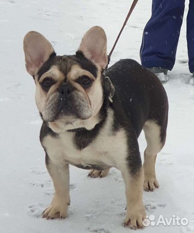 Французский бульдог вязка