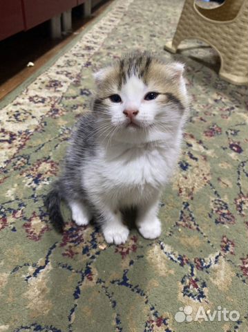 Вислоухие котята