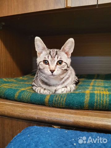 Супер ласковый котёнок Мультик