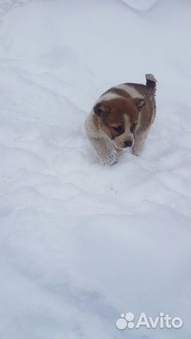 Собака