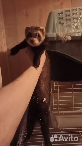 Хорек