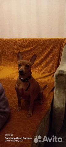 Цвергпинчер в добрые руки