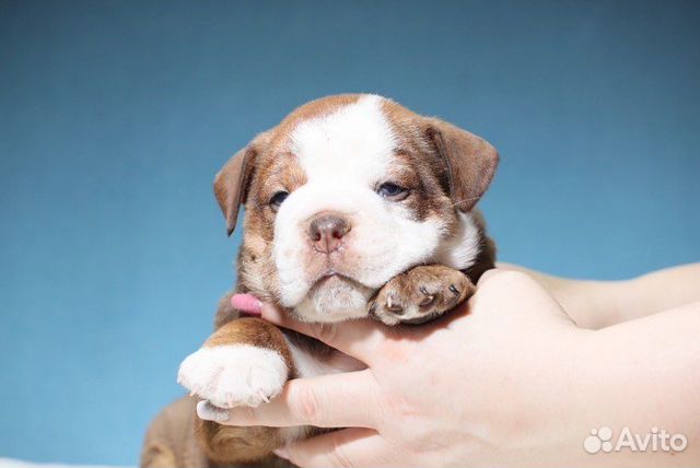 Староанглийский бульдог шоколадный тигр