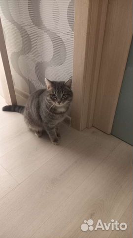 Кошка