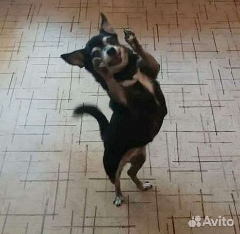 Маленькая собака в добрые руки