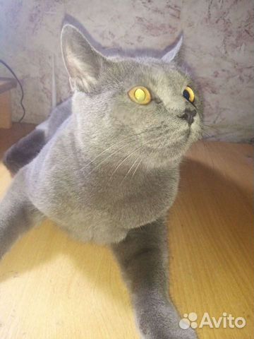 Британский кот