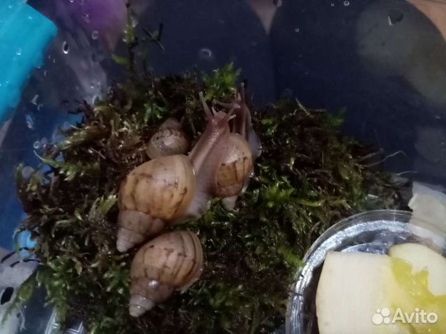 Улитки ахатины фулики