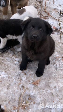 Роскошная девочка Щенок - Черного окраса
