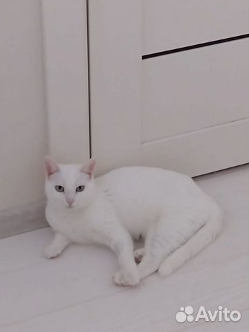 Стерилизованная красавица Милка ищет дом