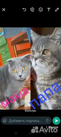 Шотландские котята