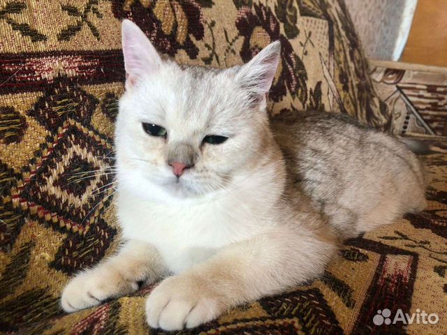 Британский котик