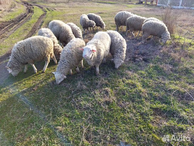 Овцы бараны ягнята