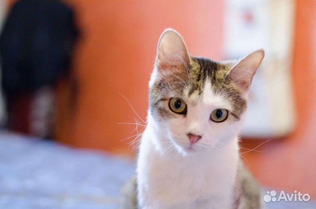 Отдам кота в добрые руки