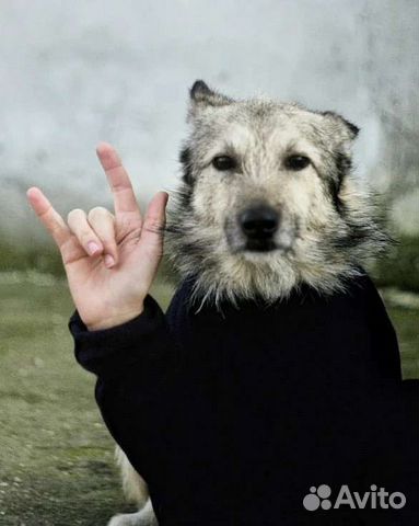 Вова