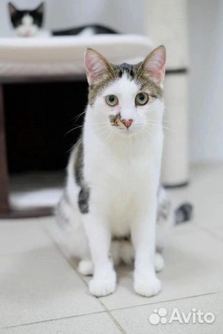 Кот Рома в добрые руки