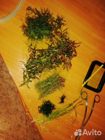 Аквариумные растения