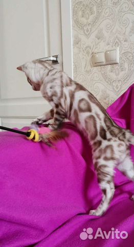 Бенгальская девочка