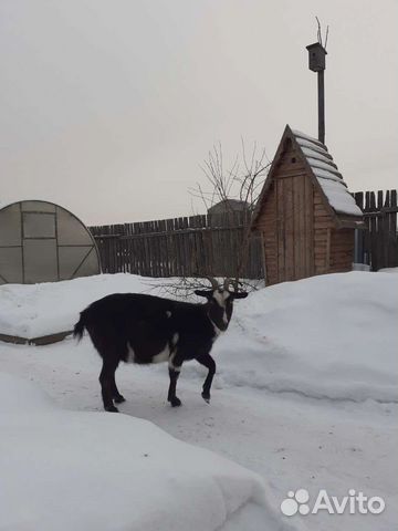 Коза