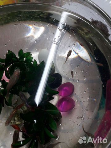 Рыбки гуппи и петушки