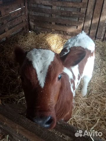 Телята бычки