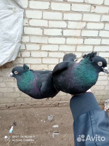 Бакинские голуби