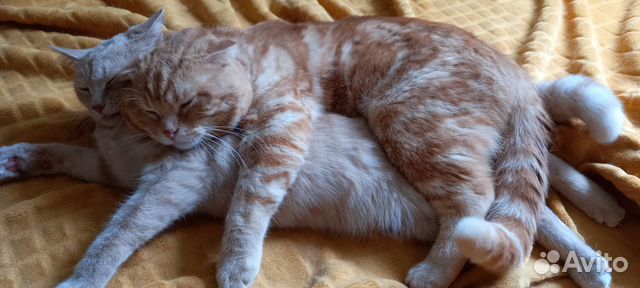 Котята рожденные от любви
