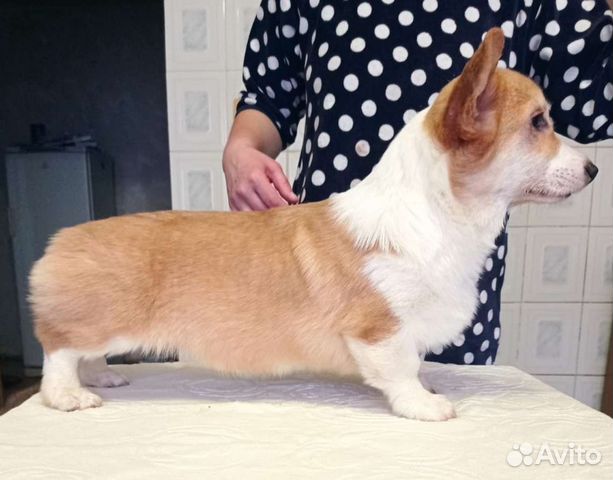 Вельш-корги пемброк ждёт свою семью