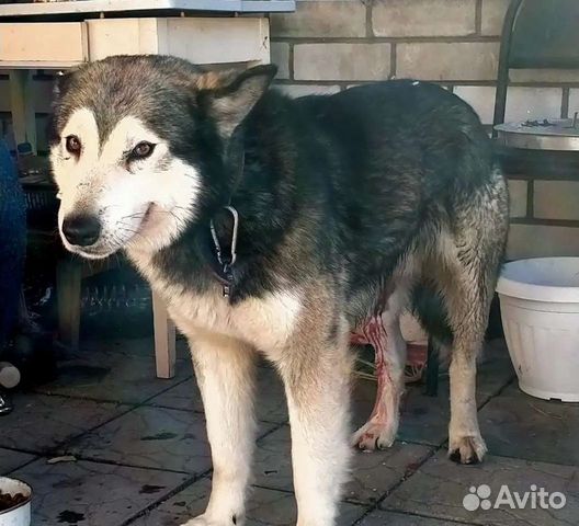 Аляскинский маламут