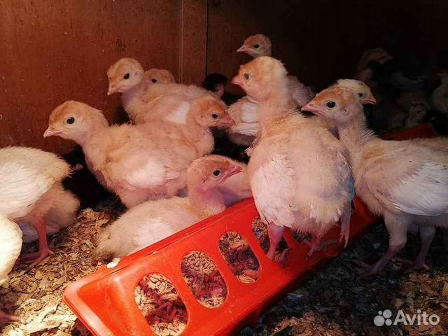 Индюки хайбрид конвертер