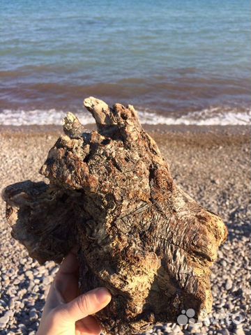 Коряга из морской воды