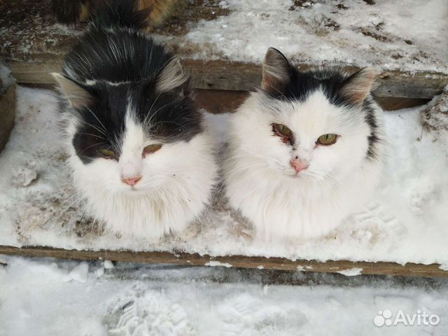 Красивая молодая кошка Амели