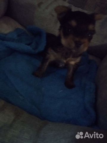 Йоркширский терьер щенки