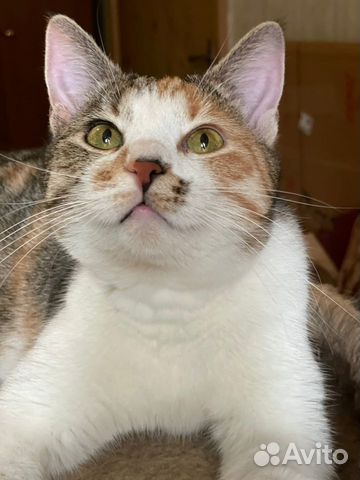 Красавица Луизонька 7,5 мес ищет свой дом