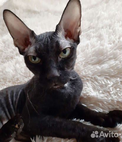 Донской сфинкс